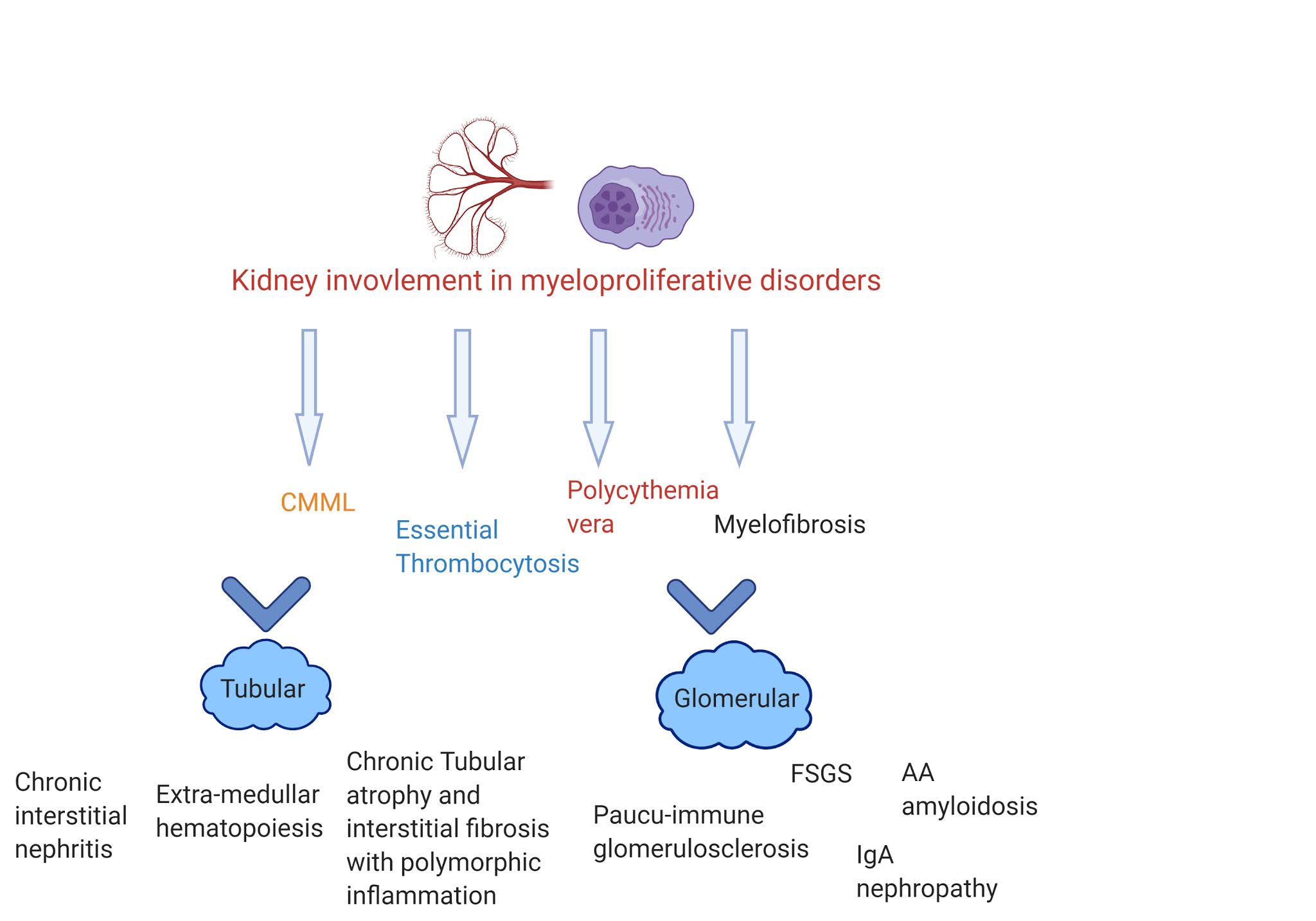 Nephron Power: Concept Map: Kidney involvement in chronic ...