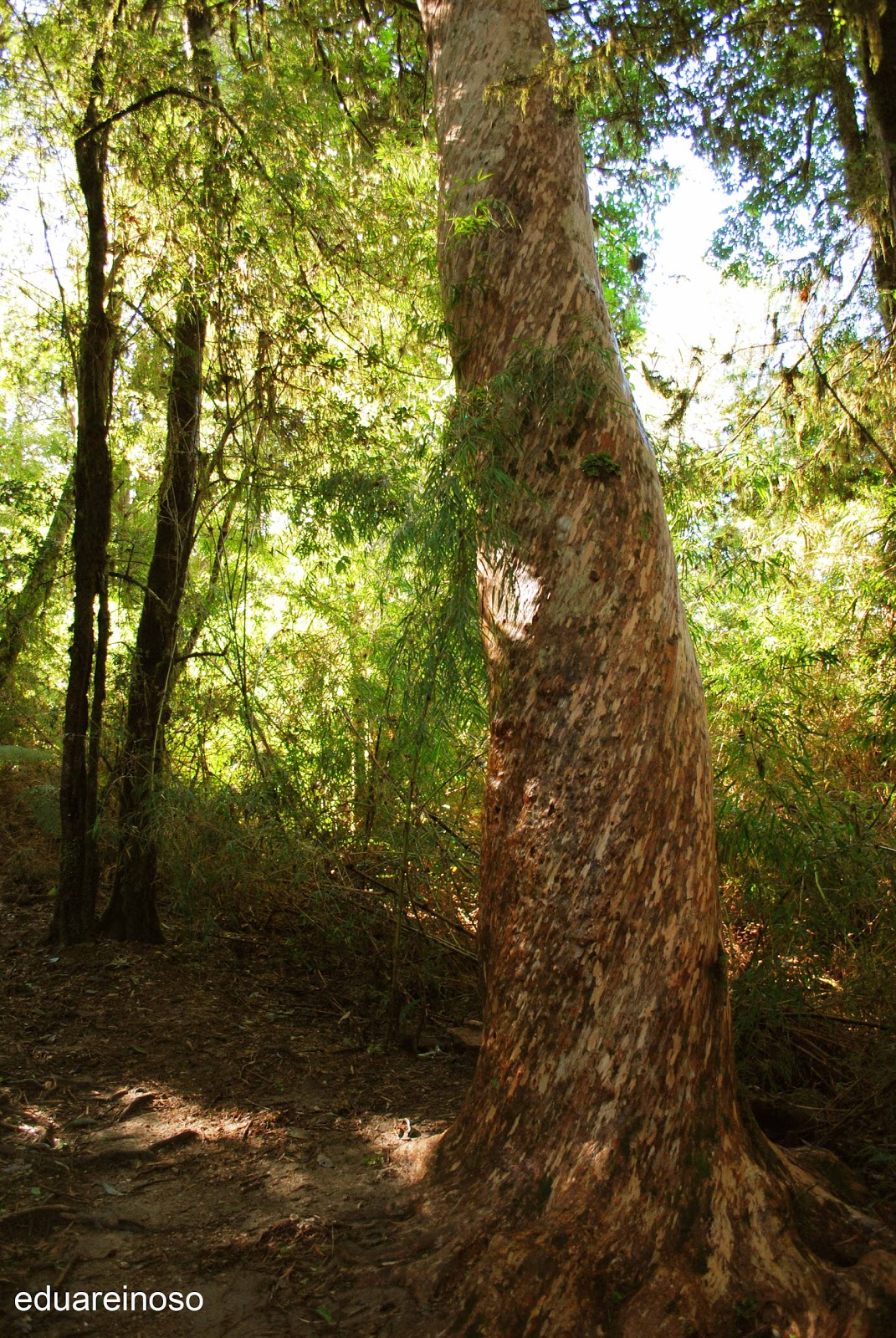 Ojos de Concepción: Selva Valdiviana, Parque Oncol - Valdivia