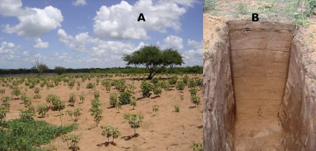 Onde as Plantas Crescem - Neossolos