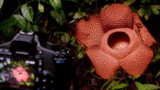 Hindari Hal Ini Saat Melihat Bunga Rafflesia Arnoldi - Endah Asmo