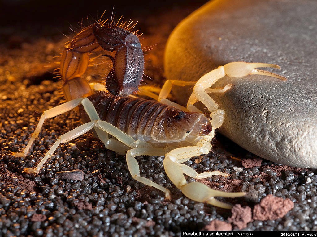 El escorpion : Clasificación