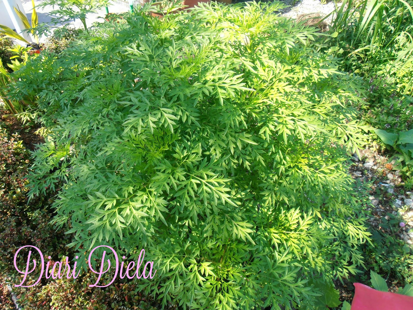 DIARI DIELA: Kerabu Pucuk Ulam Raja