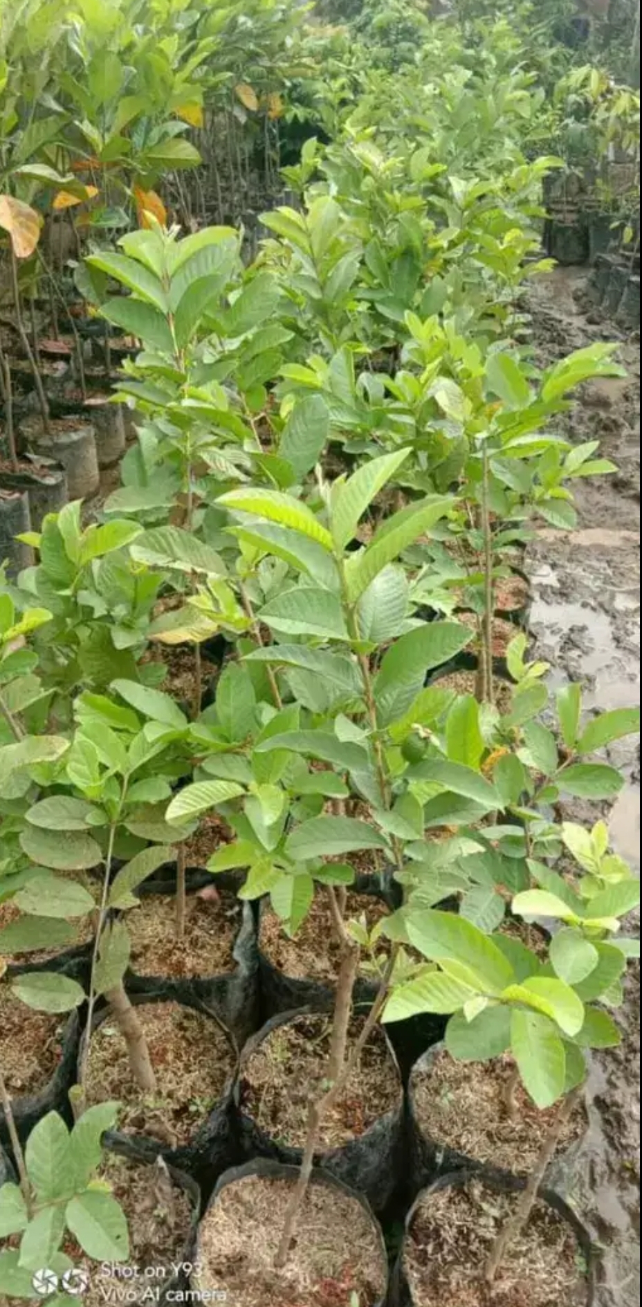 Anak pokok buah: Jambu Batu Kristal Senang Berbuah Rangup dan Sedap