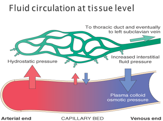 MBBS Medicine (Humanity First): Edema