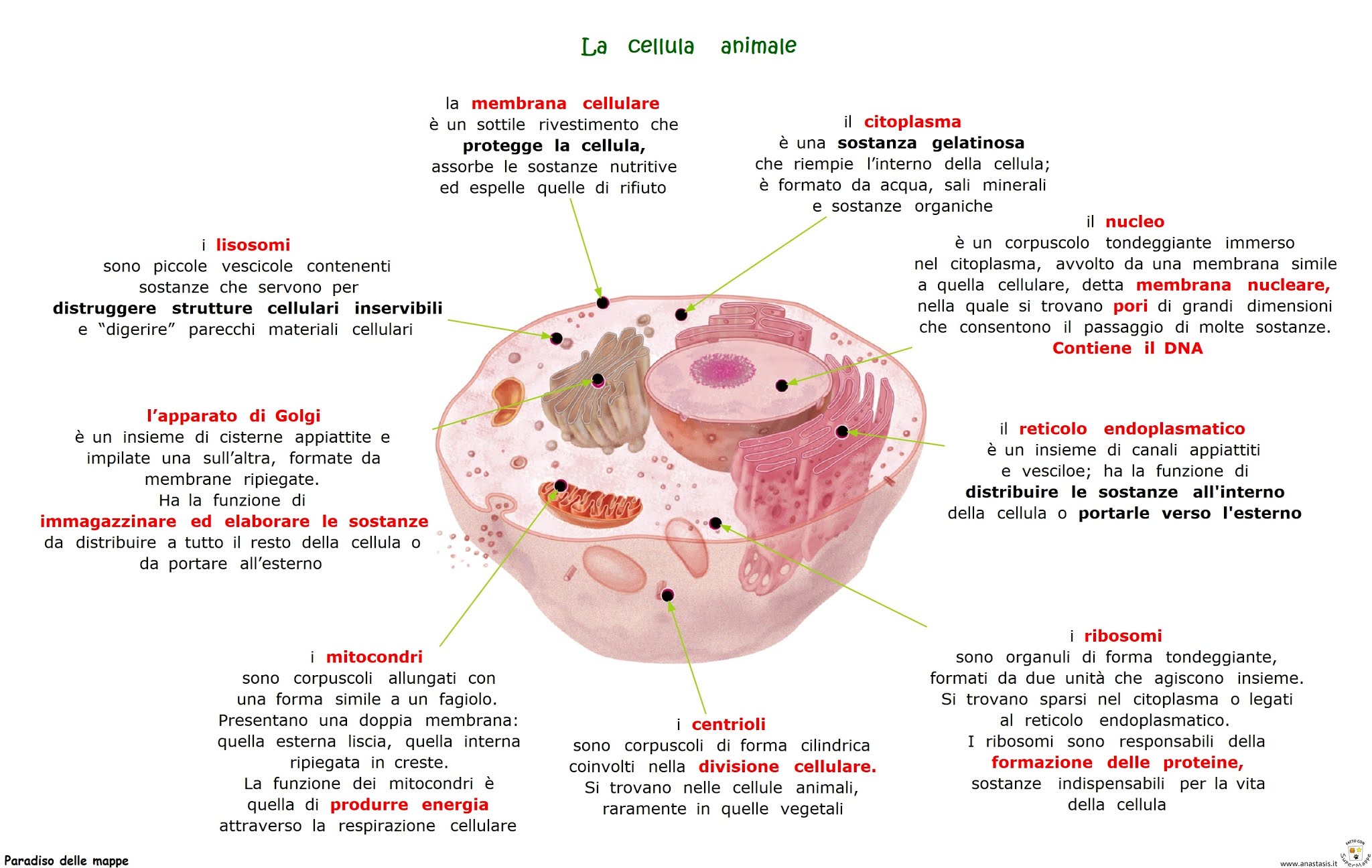 Paradiso delle mappe: La cellula animale