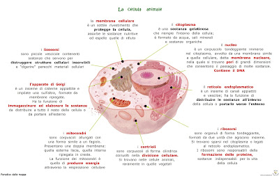 Paradiso delle mappe: La cellula animale