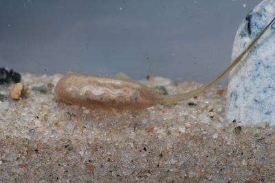 Real Monstrosities: Rat-tailed Maggot