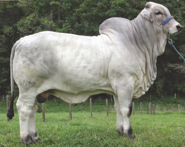 Abecedário dos Animais: BOI