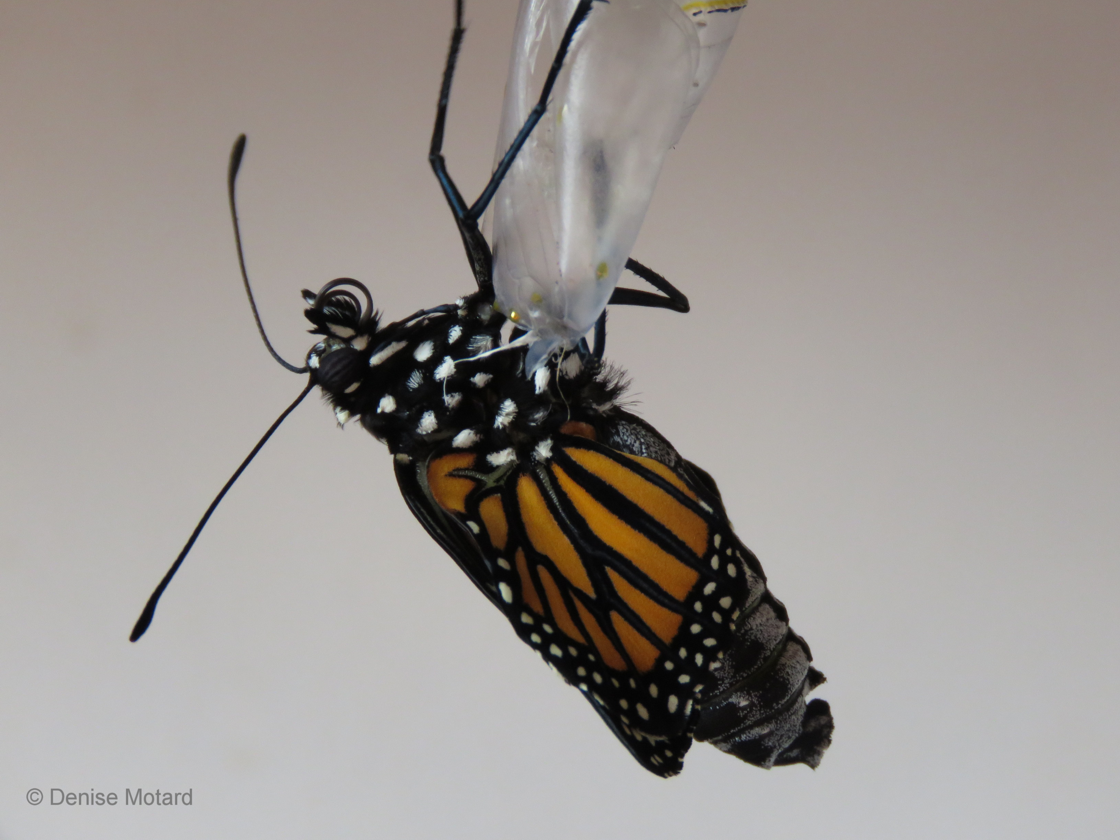 PHOTOS OF MONARCH BUTTERFLIES EMERGING