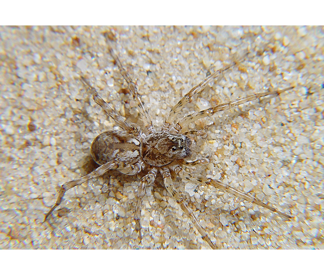 Species New to Science: [Arachnida • 2017] Allocosa marindia • On the ...