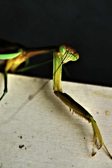 More glimpses of unfamiliar Japan: Kamakiri. Japanese praying mantis