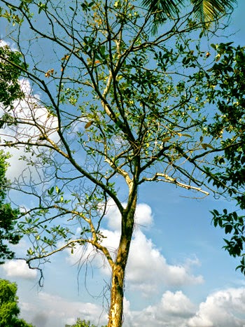 Eve's Apple or Forbidden Fruit - Divi kaduru | SL Flora