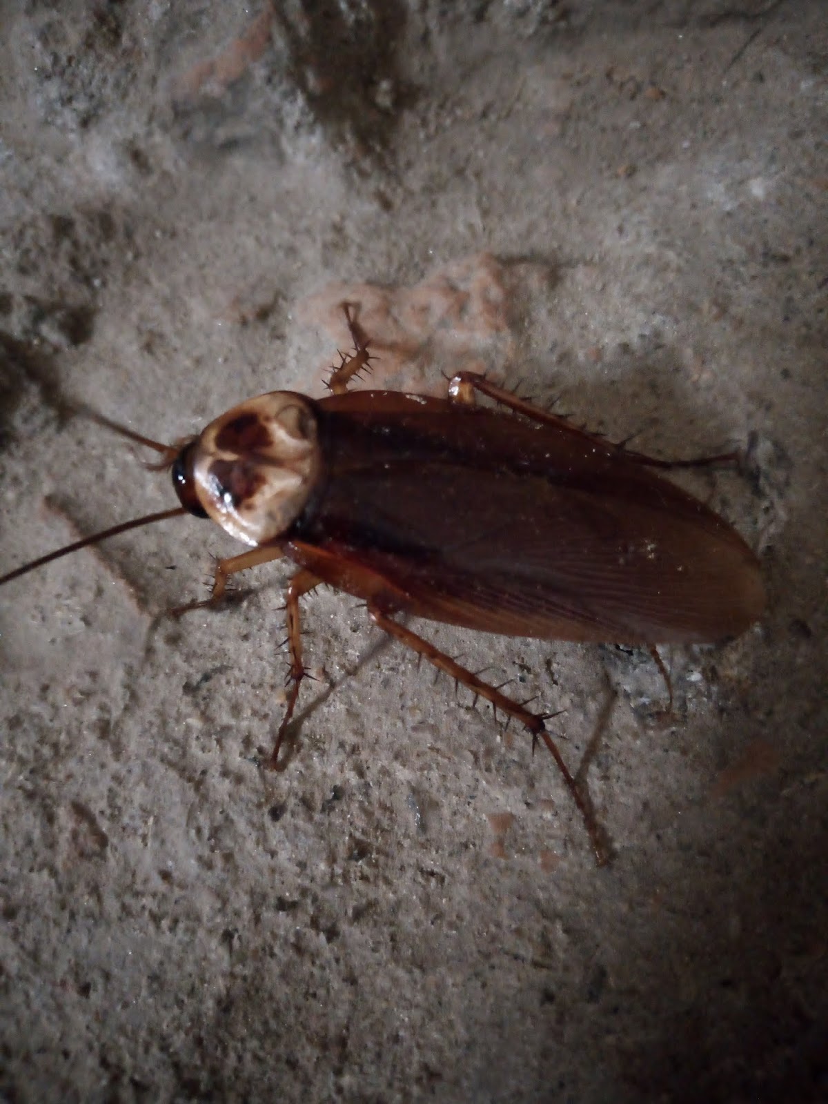 Cockroach photos, photos of Cockroach, তেলাপোকা