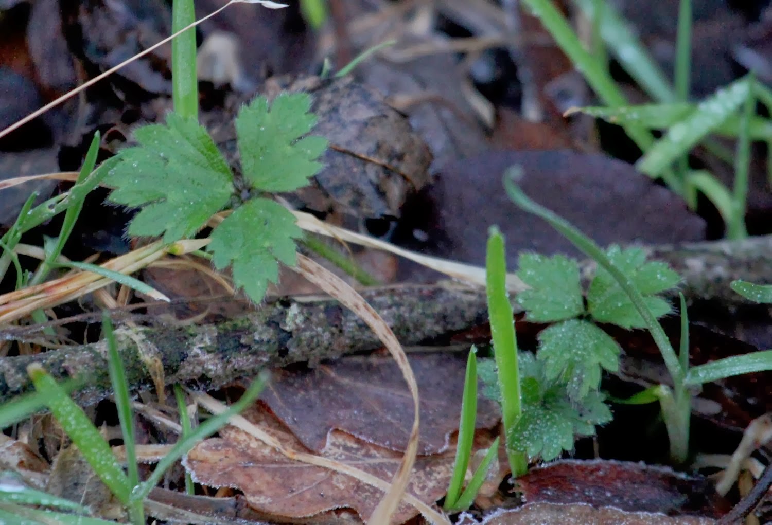 Cataloguing Cullaloe: Creeping things