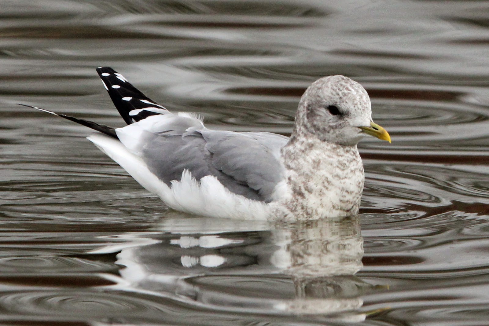 The Green Knee Club: December 2014