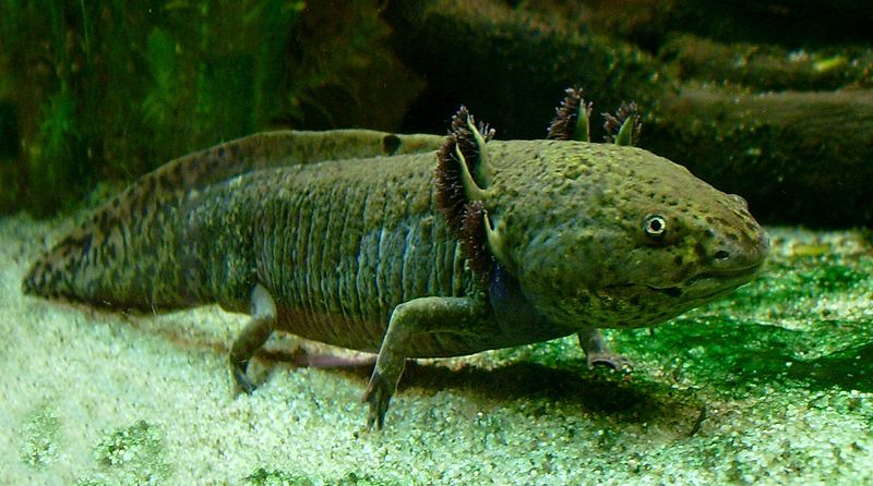 Amazing Mexican Axolotl - Mexican Axolotl Facts, Photos, Information ...