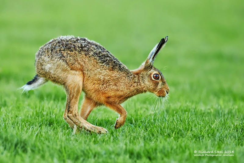 Wildlife Photographic Journals: Just the Hare Necessities