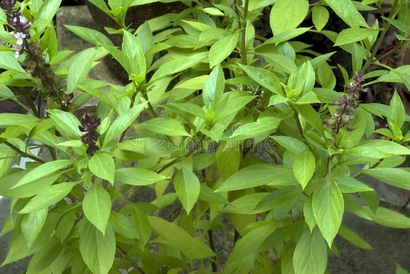 Holy Basil: Scienfic Name,Types of Tulsi Plant, Uses & Side Effects ...