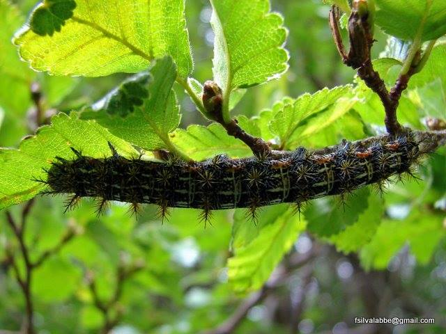 Bosque Ciencia: Participa en el cuncuna challengue: creando ciencia ...