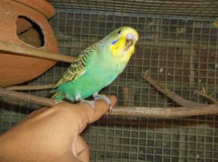 Budgies,Budgerigar,Badrika Pet Bird in Kolkata: Guide to Hand Taming ...
