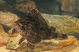 FreshwaterOrnamentalFish: Bullrout (Notesthes robusta)