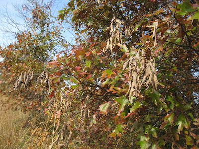 Capital Naturalist by Alonso Abugattas: Periodical Cicadas