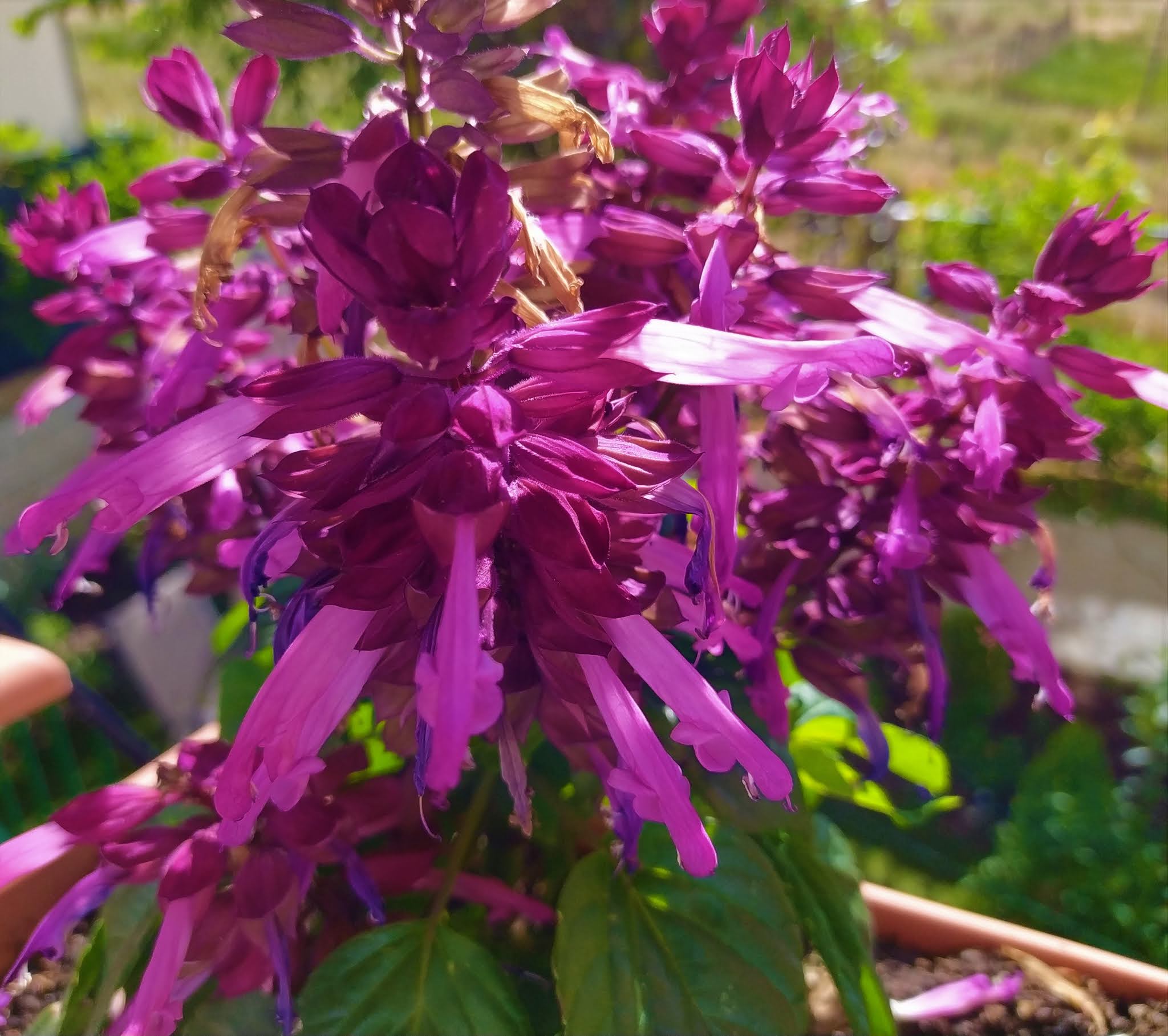 Biosfera vegetal.: Salvia roja (Salvia splendens Sellow ex Schult.).