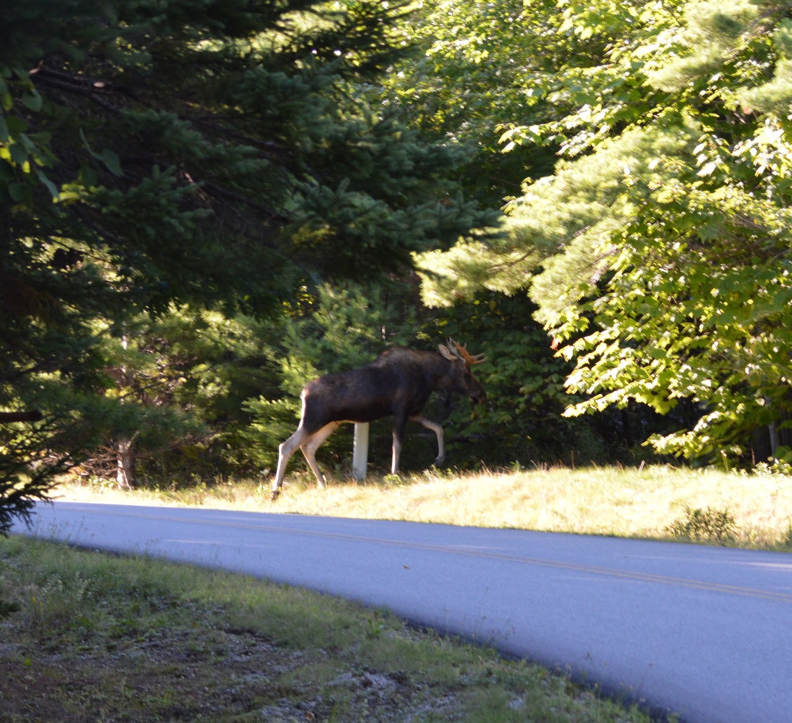 "Acadia's Mainely Ours" : ACADIA MOOSE STORY (w/ Pictures)