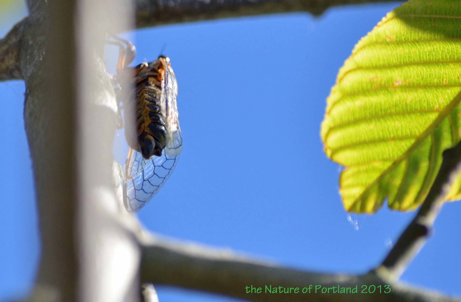 the Nature of Portland: When a Cricket is not a Cricket: Cicadas in Oregon