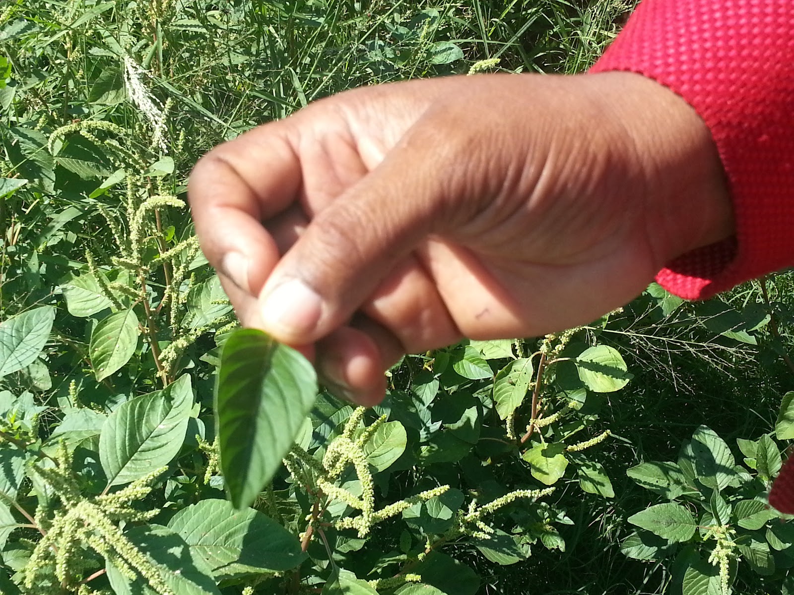 Imfino, Morogo, Muroho: Africa's Traditional "Leafy Greens"