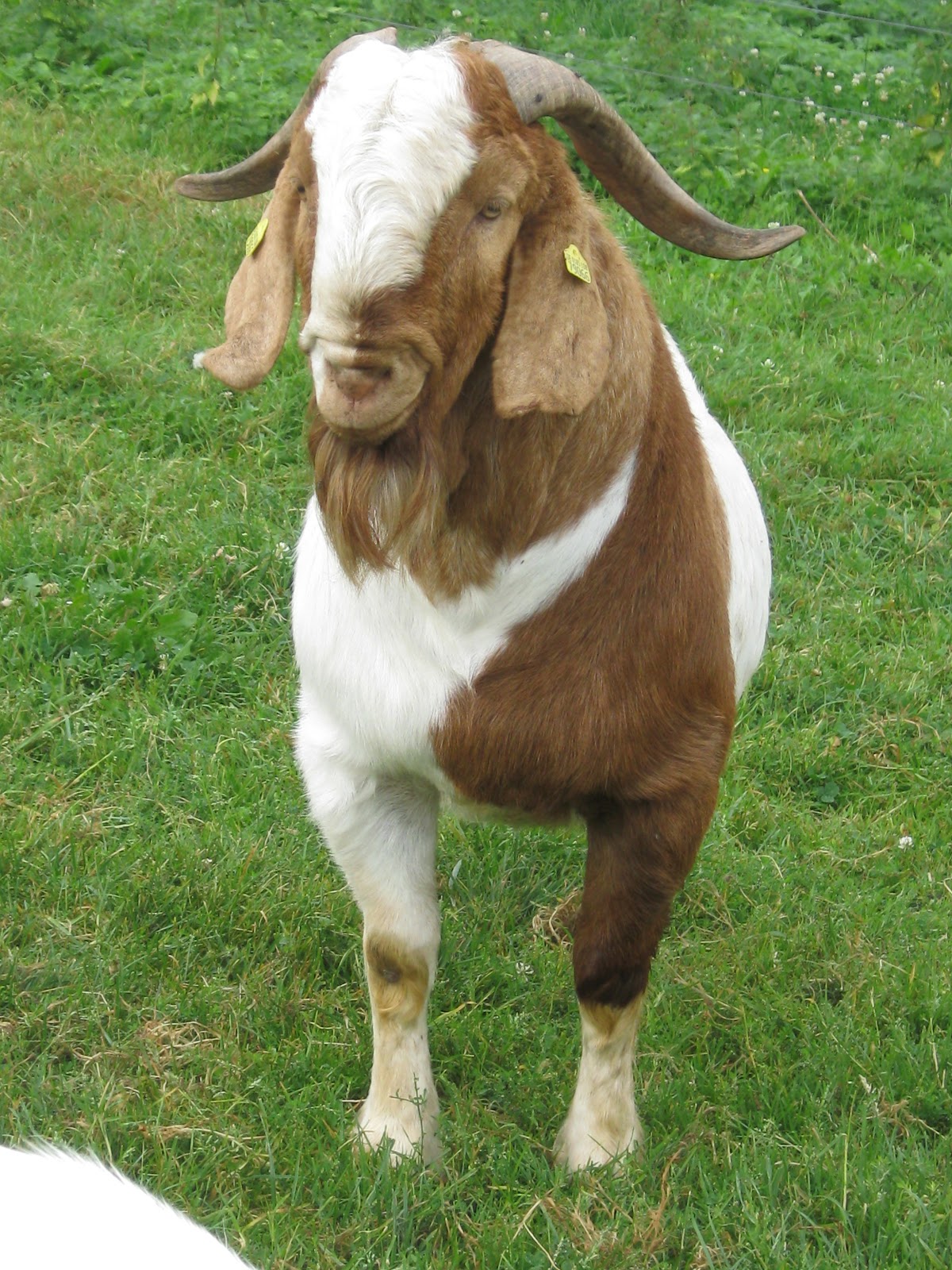 Boer Goats Portugal: Outubro 2012