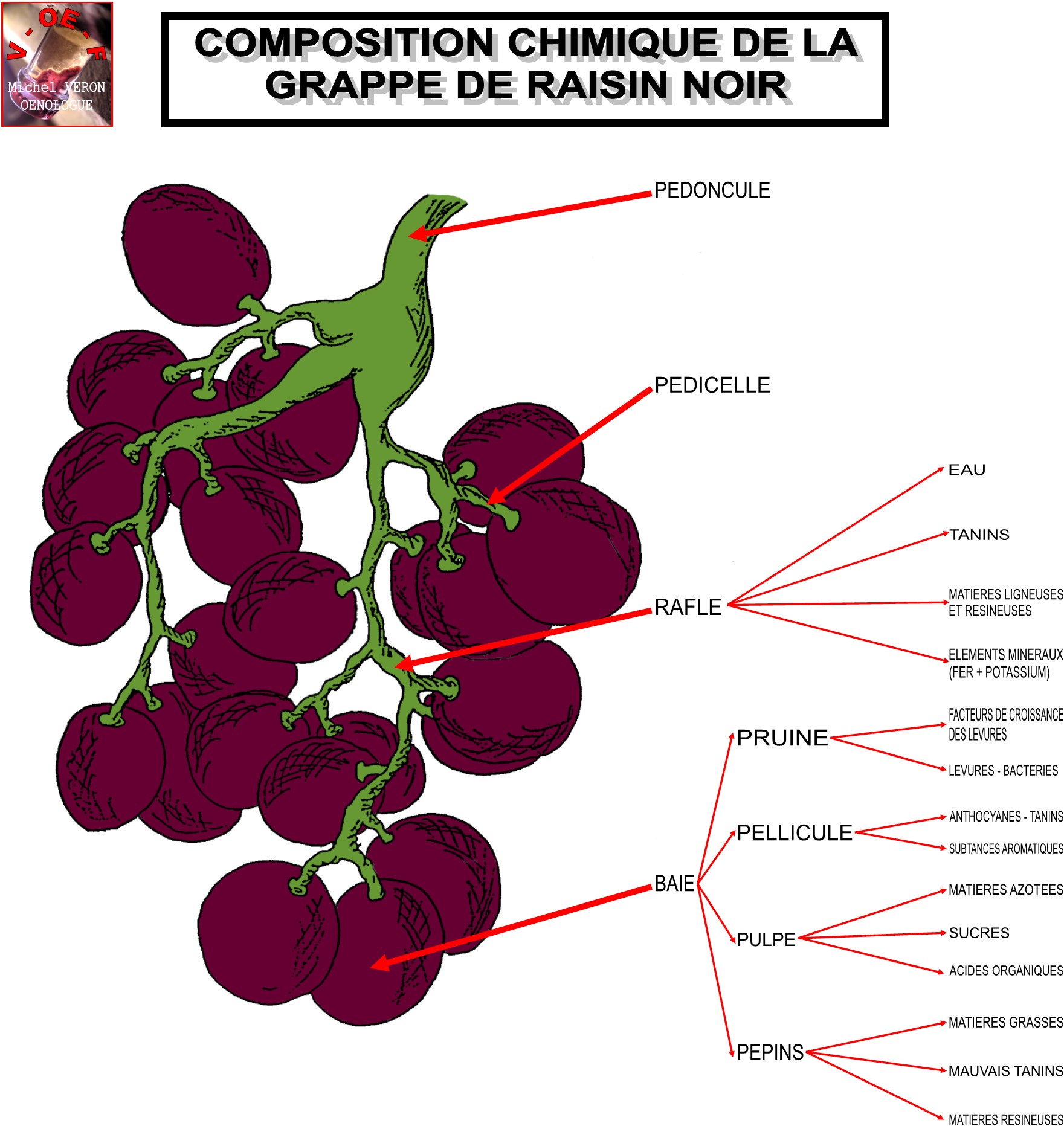 Cours Œnologie - Michel VERON: Composition chimique de la grappe de ...