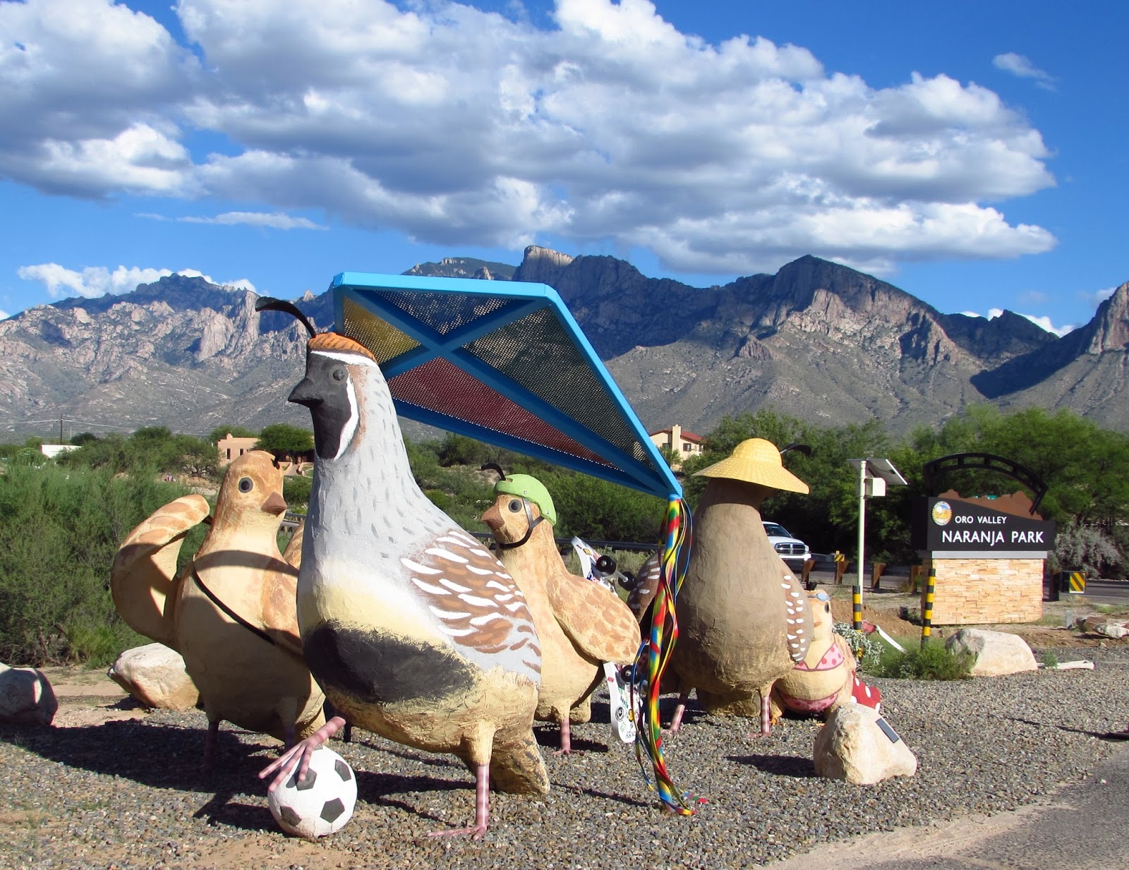 Tucson Daily Photo ~: Quail Trail