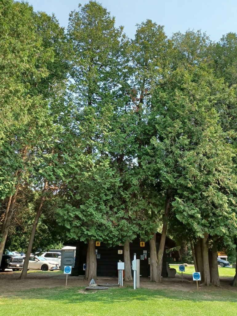 Future Plants by Randy Stewart: Thuja - Arborvitaes