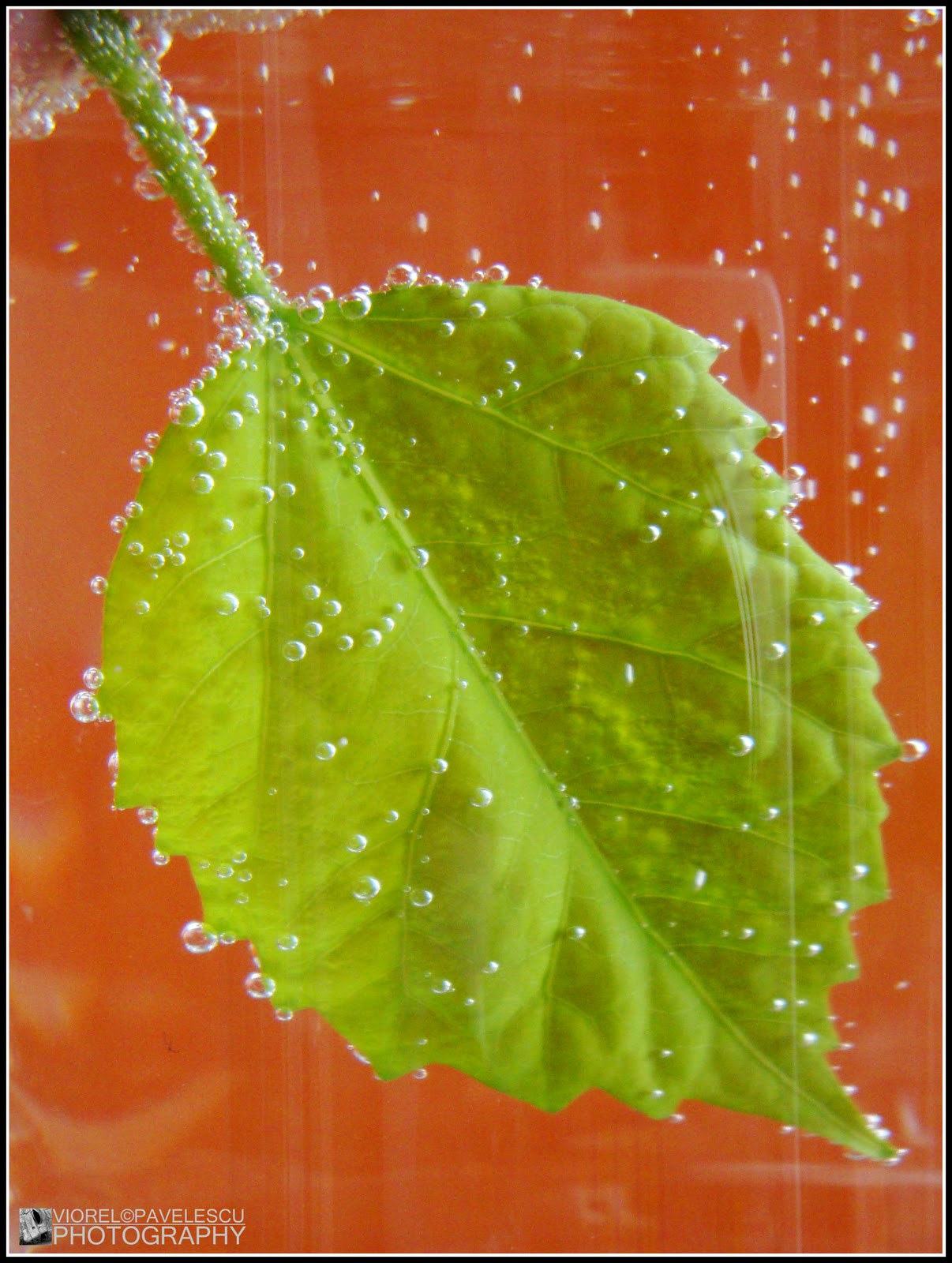 Arta care îmi dă de gândit...: Ascult cum cade-o frunză...