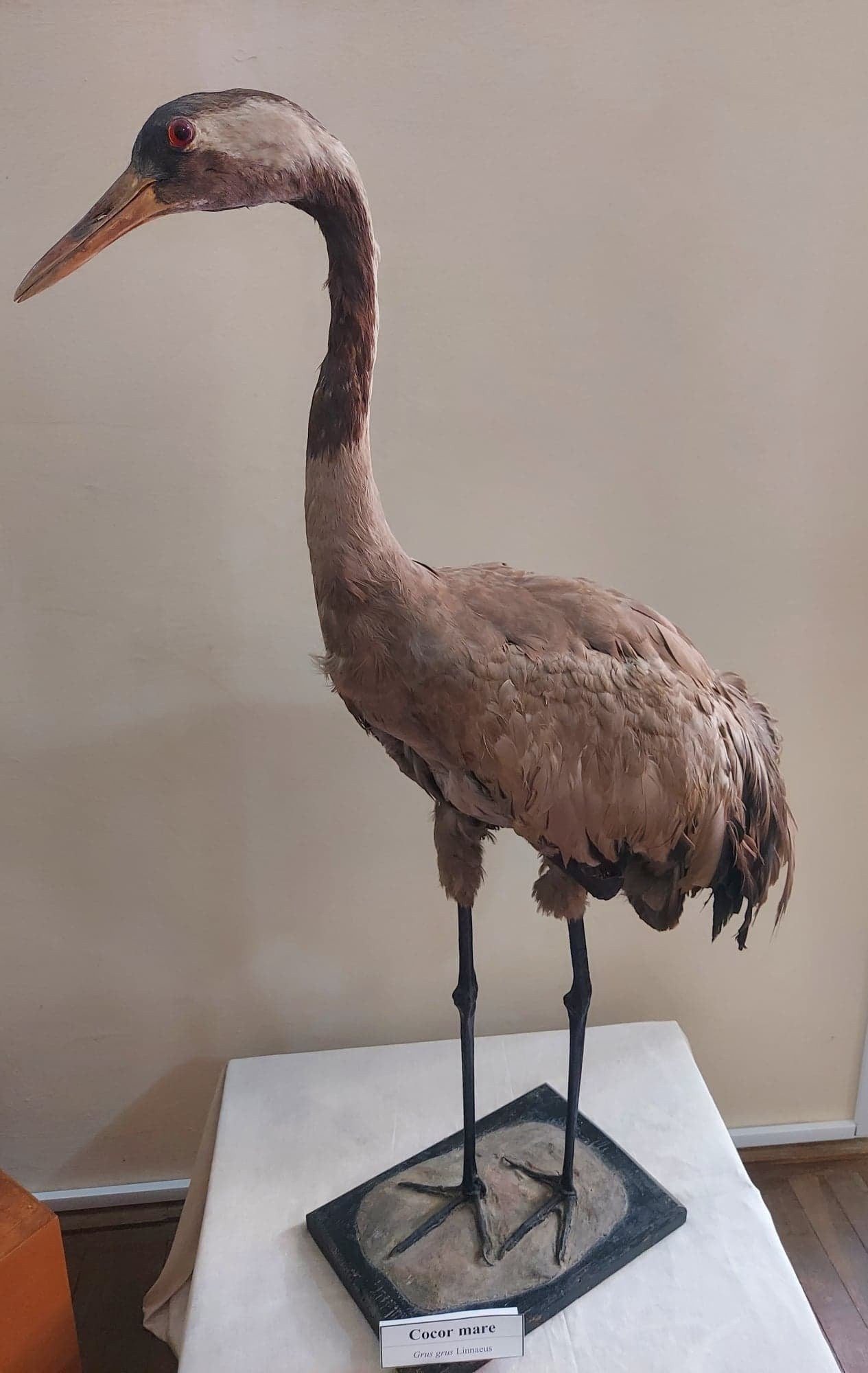 Ştiinţă pentru toţi: Cocorul mare – Grus grus