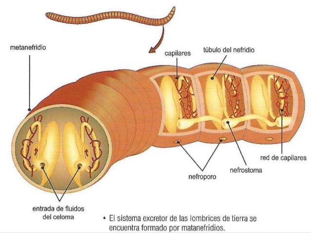 SISTEMA EXCRETOR DE LA LOMBRIZ