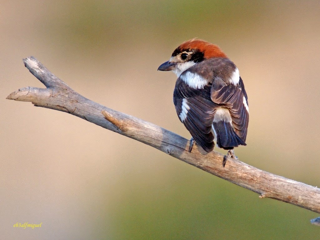Miguel fotografia: Alcaudón común (Lanius senator)