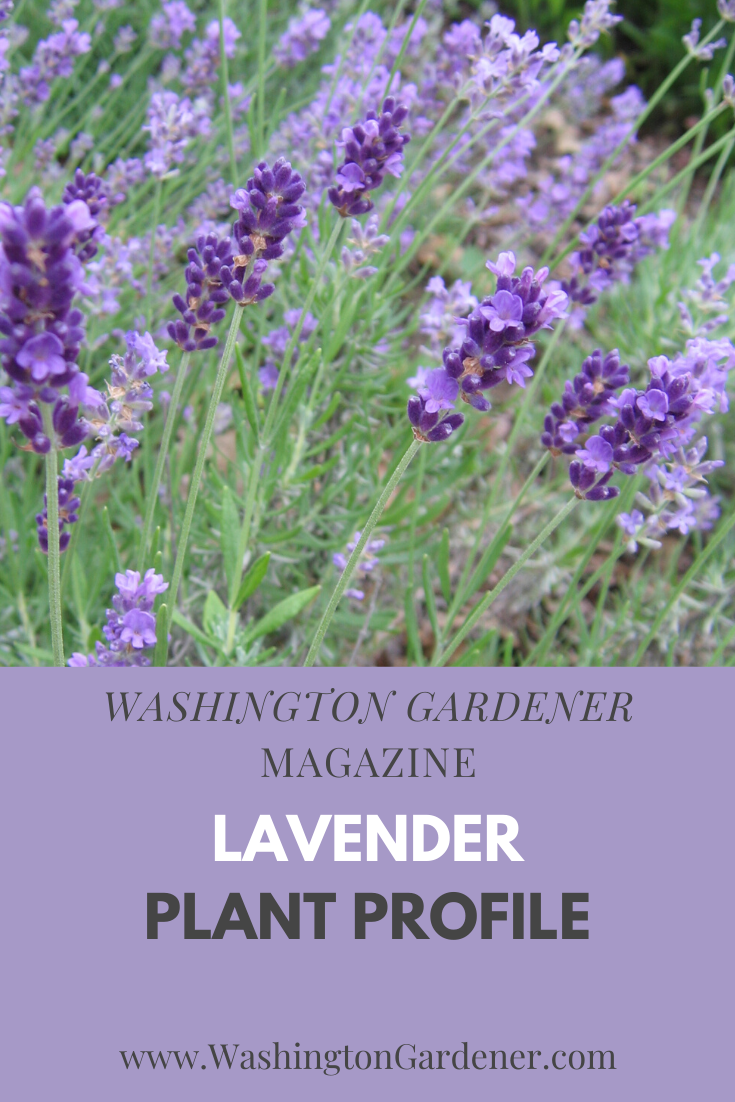 WashingtonGardener: Plant Profile: Lavender (Lavandula sp.)