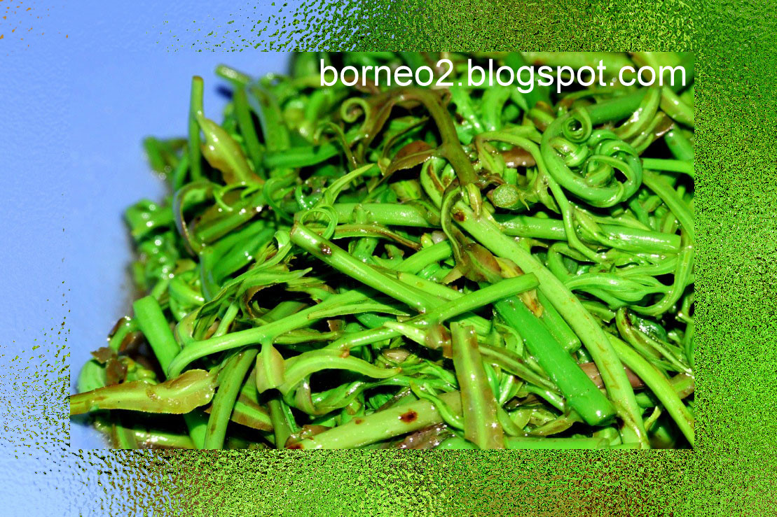Borneo Island, Awaken To A Different World: Jungle Fern (Cooked) - Midin
