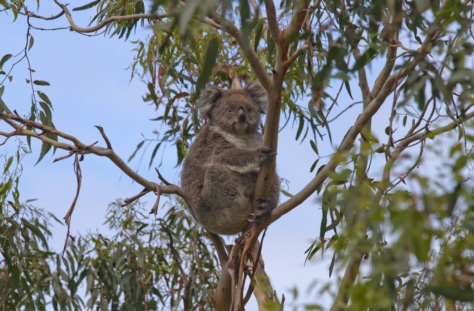 Little Rabbit's Planet: Day 277: Phillip Island koalas