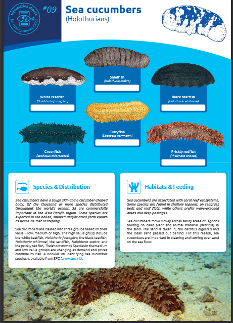 Ridge to Reef: Sea Cucumbers and More Mangroves
