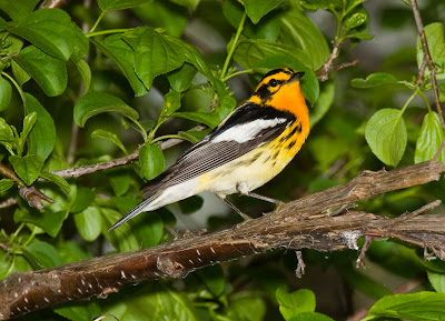 Birding Is Fun!: The Biggest Week In American Birding 2013