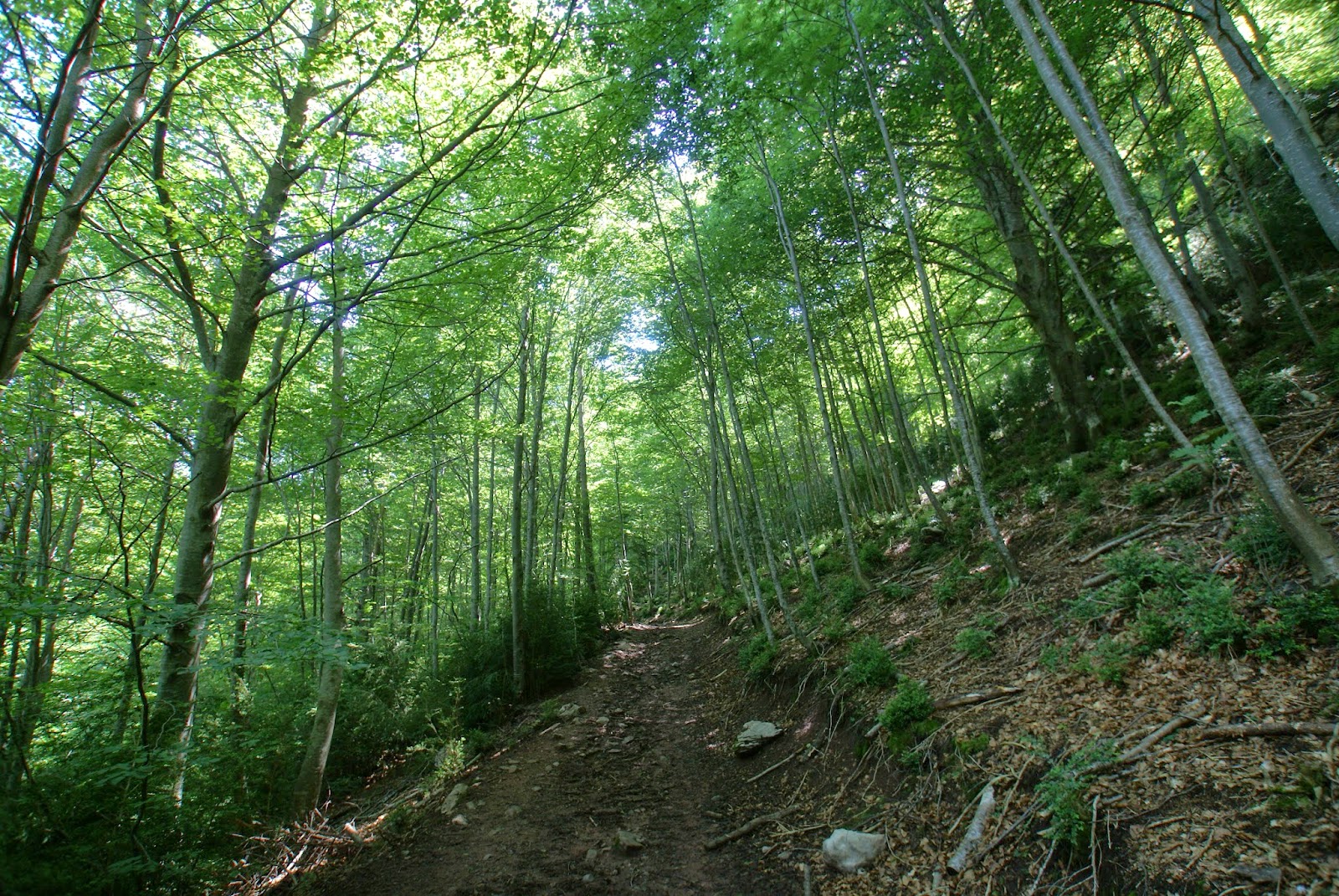 Els arbres, entre el cel i la terra: El bosc en el folklore