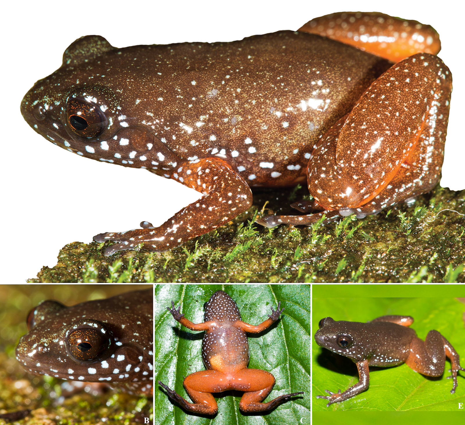 Species New to Science: [Herpetology • 2019] Astrobatrachus kurichiyana ...