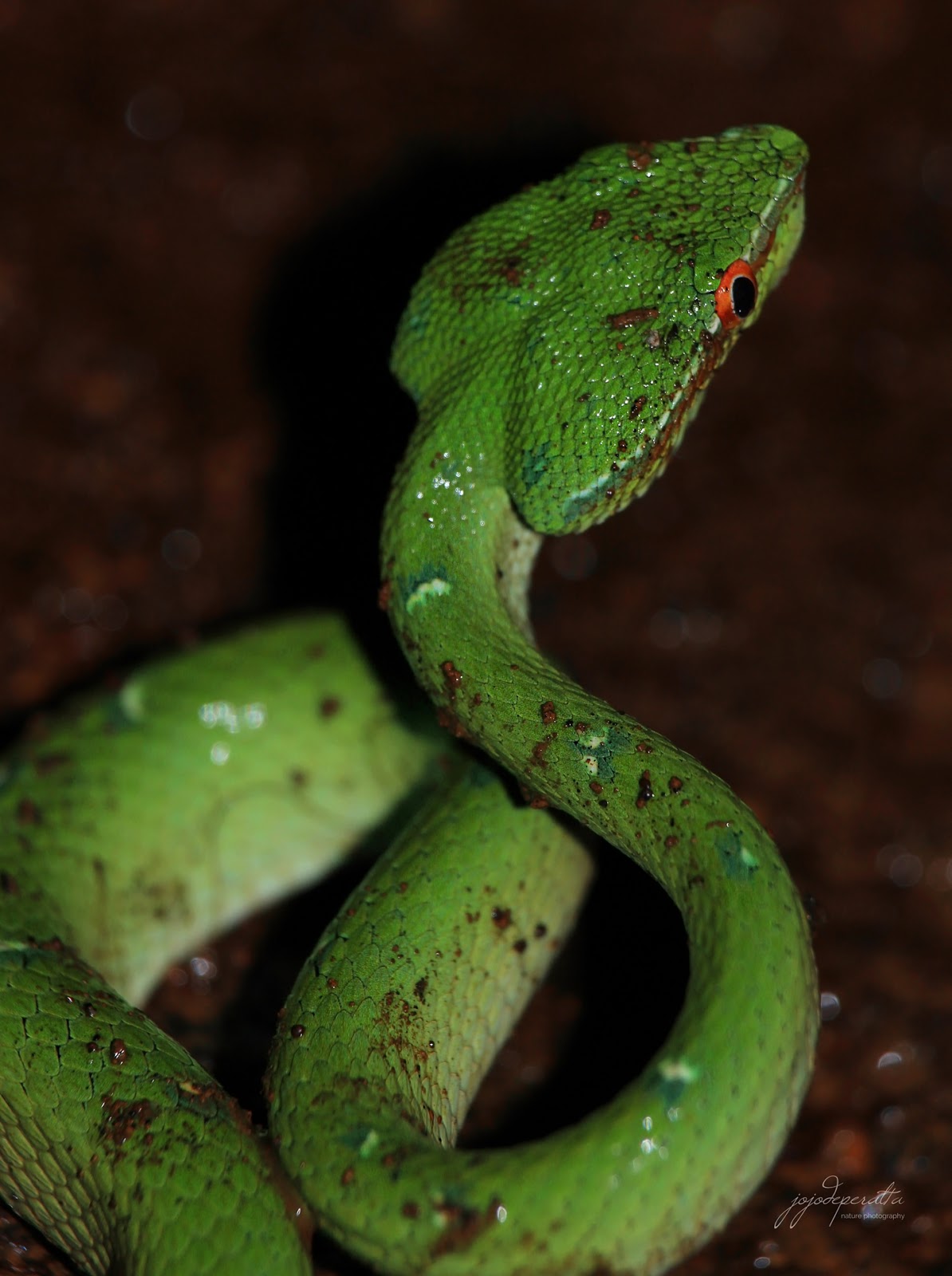 North Philippine Temple Pit Viper