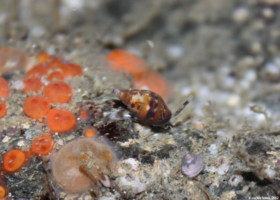 The Natural History of Bodega Head: Snail snorkel