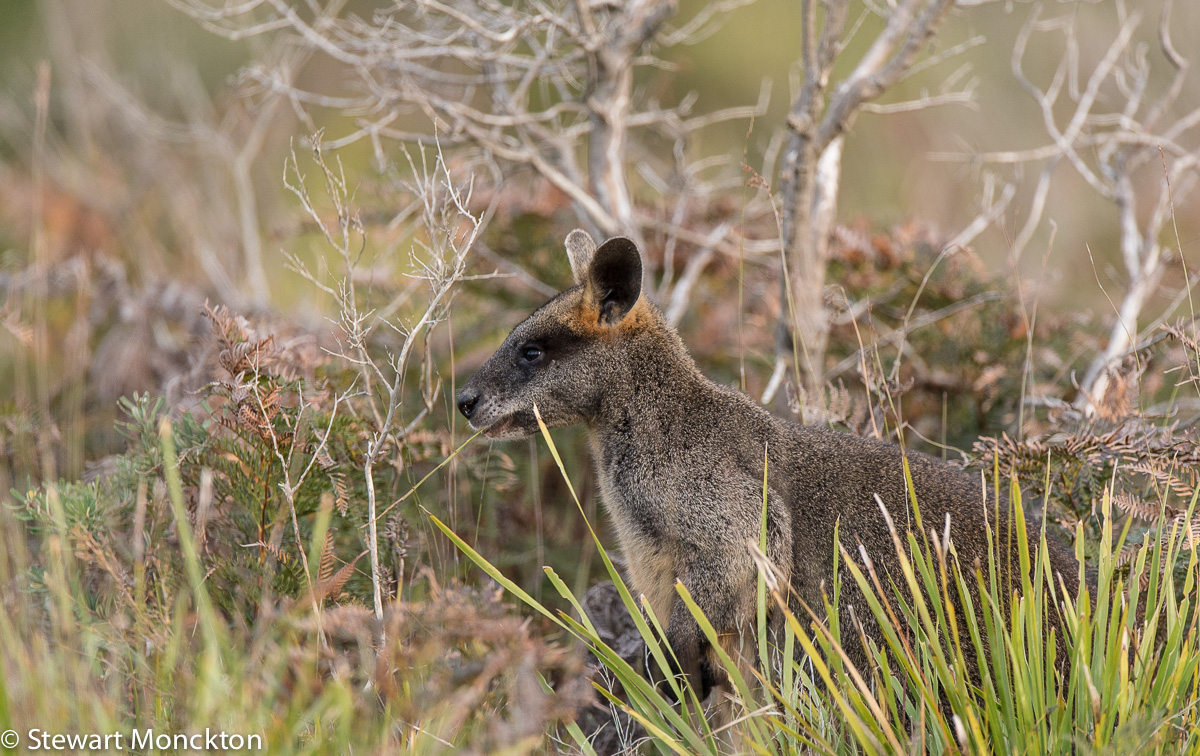 Paying Ready Attention - Photo Gallery: Swamp Wallaby