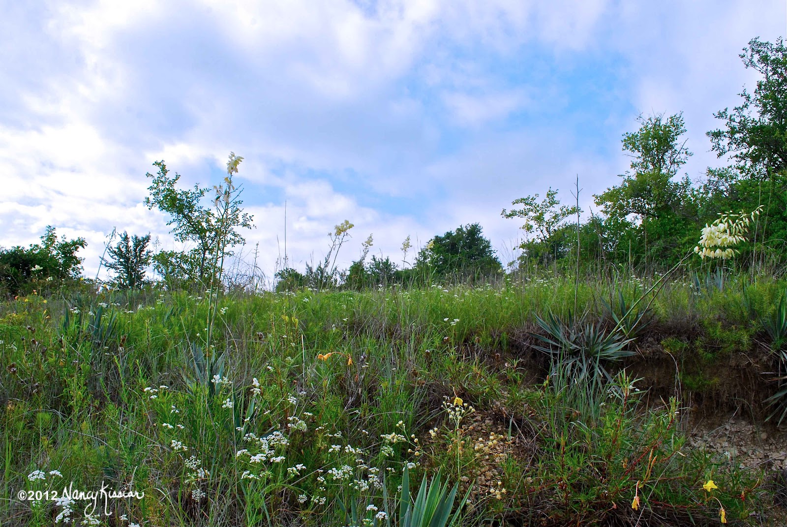 Wild About Texas: A Glimpse of North Texas Countryside