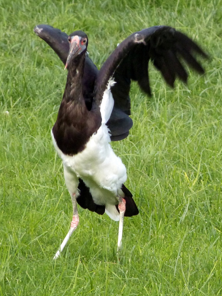Taxonomía Chordata: Clase Aves Orden Apodiformes, Bucerotiformes ...